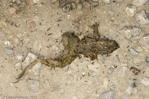 Lithobates sphenocephalus (Lithobates sphenocephalus) - Picture Fish