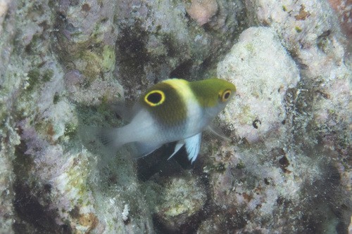 Dischistodus (Dischistodus) - Picture Fish