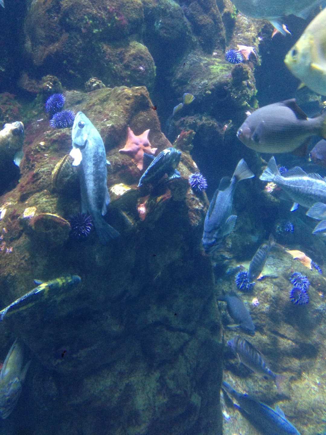 Sebastes nebulosus (Sebastes nebulosus) - Picture Fish