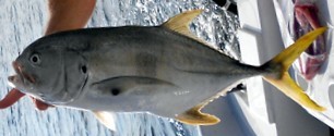 Jurel toro (Caranx caninus) - Picture Fish