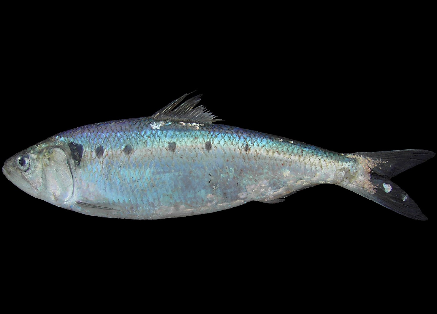 Alosa (Alosa) - Picture Fish