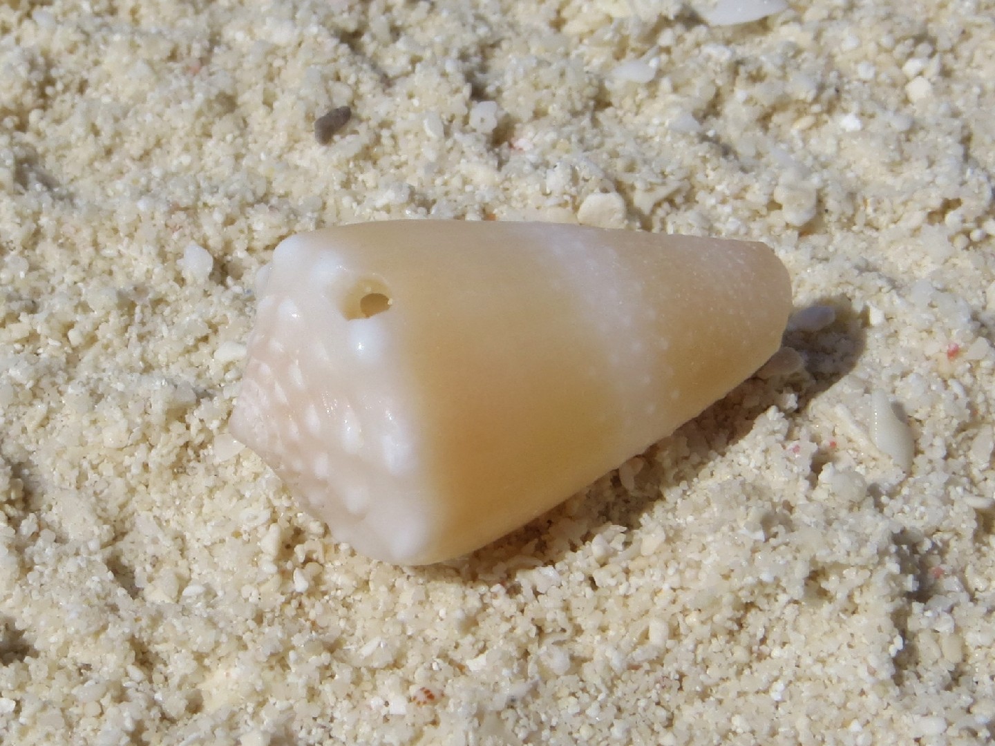 Conus lividus (Conus lividus) - Picture Fish