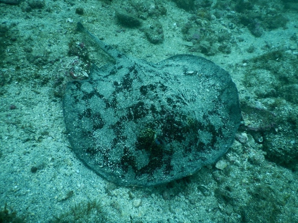 Urobatis (Urobatis) - Picture Fish