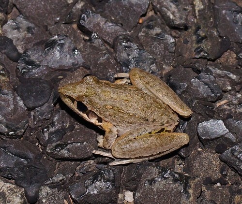 Litoria (Litoria) - Picture Fish