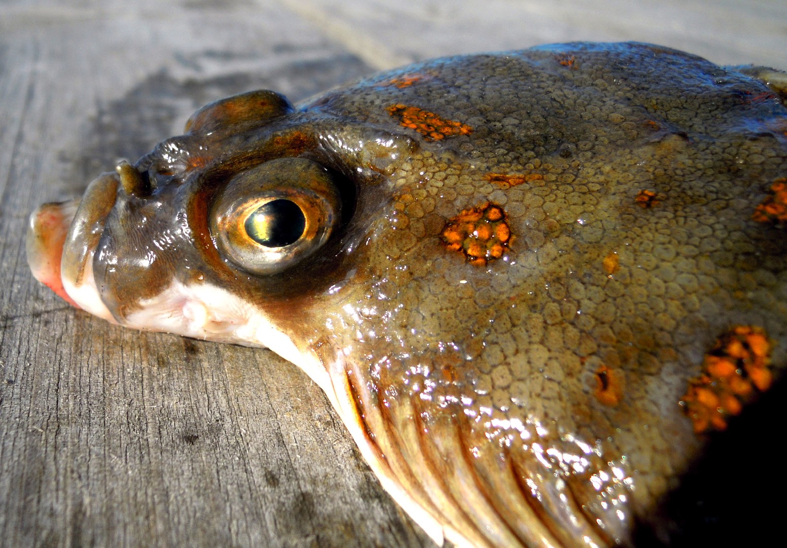 Pleuronectes (Pleuronectes) - Picture Fish