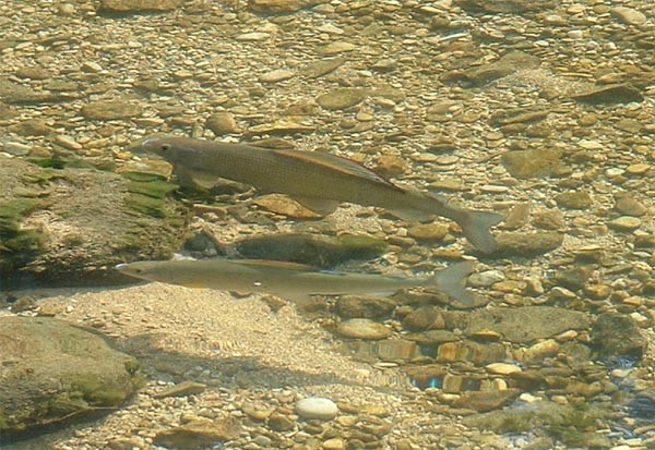 Thymallus (Thymallus) - Picture Fish