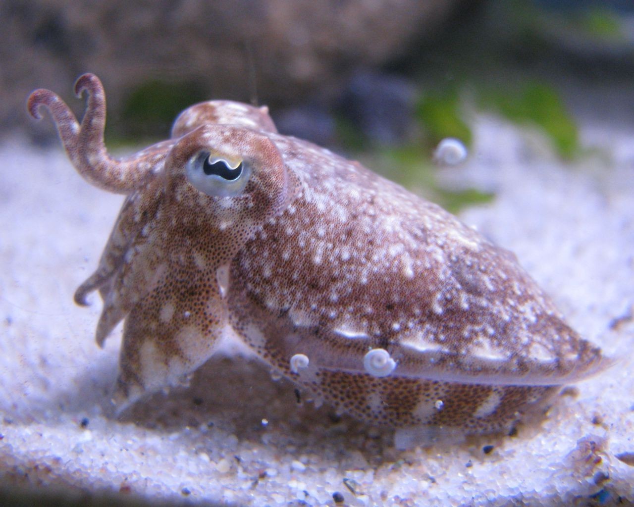 Sepia común (Sepia officinalis) - Picture Fish