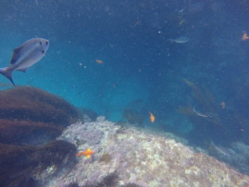 Chopa medialuna (Medialuna californiensis) - Picture Fish