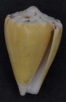 Conus regius (Conus regius) - Picture Fish
