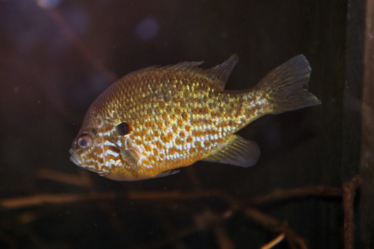 Perca sol (Lepomis gibbosus) - Picture Fish