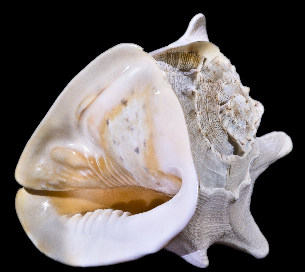 Cassis cornuta (Cassis cornuta) - Picture Fish