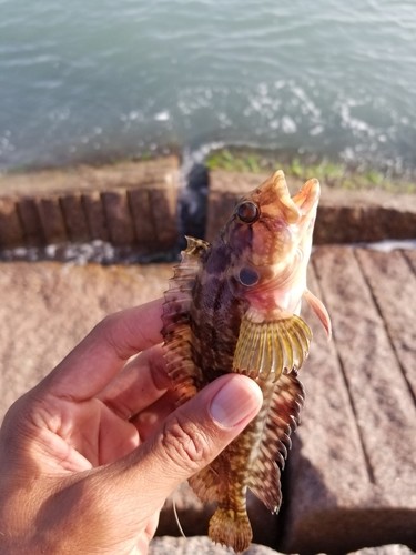 Labrisomus (Labrisomus) - Picture Fish