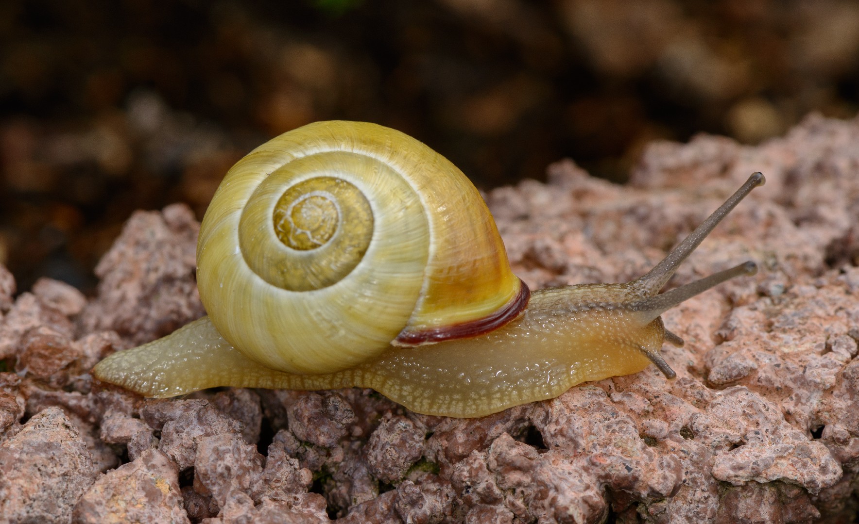 Caracol de labio blanco (Cepaea hortensis) - Picture Fish