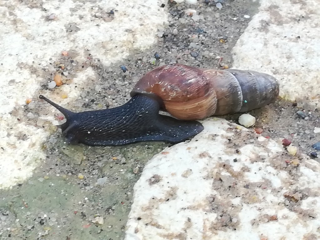 Caracol degollado (Rumina decollata) - Picture Fish