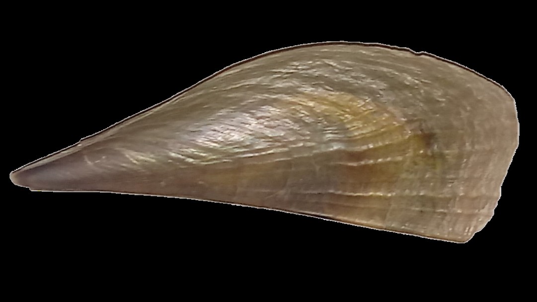 Callo de hacha (Pinna carnea) - Picture Fish