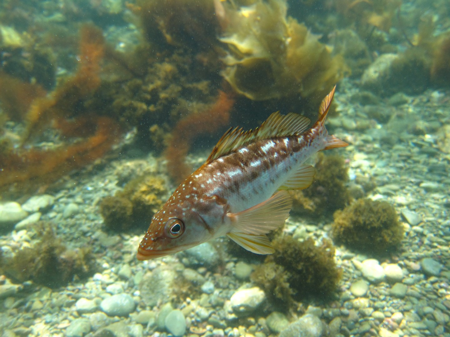 Cabrillas (Paralabrax) - Picture Fish