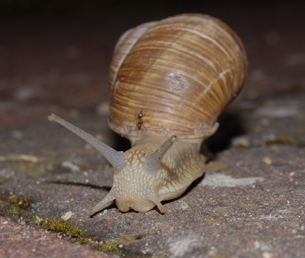 Caracol de viña (Helix pomatia) - Picture Fish