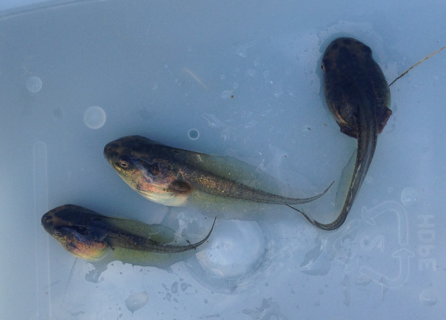 Hyla gratiosa (Hyla gratiosa) - Picture Fish