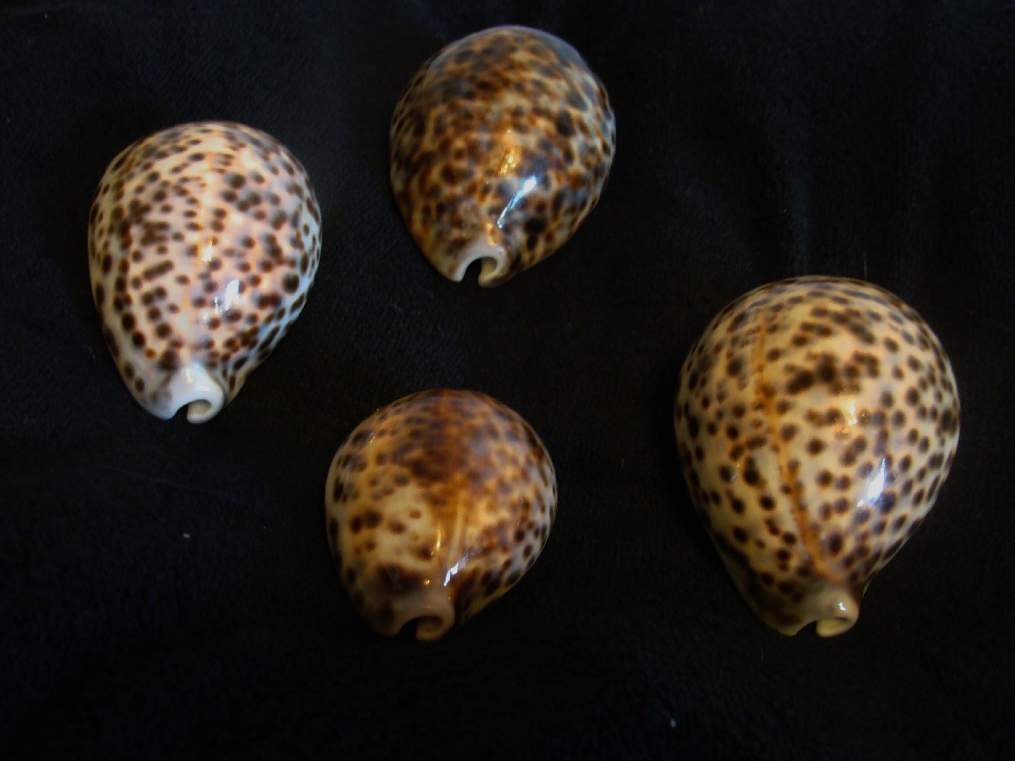 Тигровая ципрея (Cypraea tigris) - Picture Fish