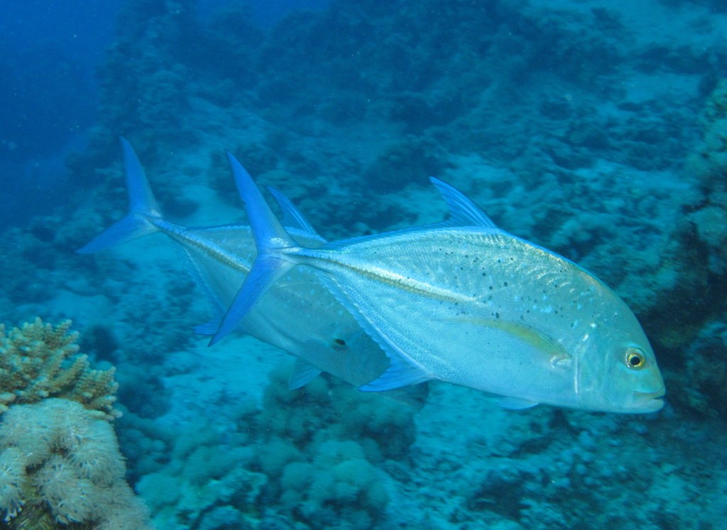 Jurel aleta azul (Caranx melampygus) - Picture Fish