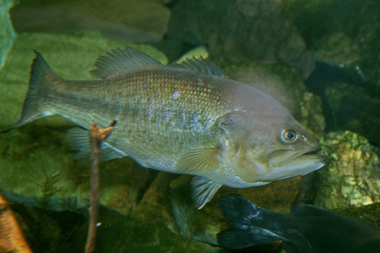 Zwarte baars (Micropterus salmoides) - Picture Fish