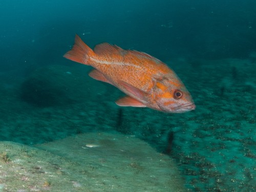 Rocote bermejo (Sebastes miniatus) - Picture Fish