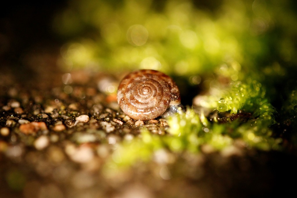Gefleckte Schüsselschnecke (Discus rotundatus) - Picture Fish