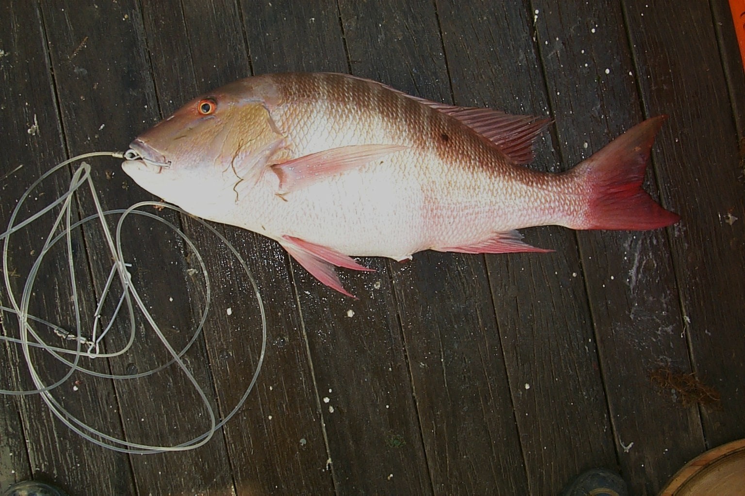 Pargo criollo (Lutjanus analis) - Picture Fish