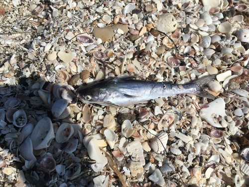 Bagre bandera (Bagre marinus) - Picture Fish