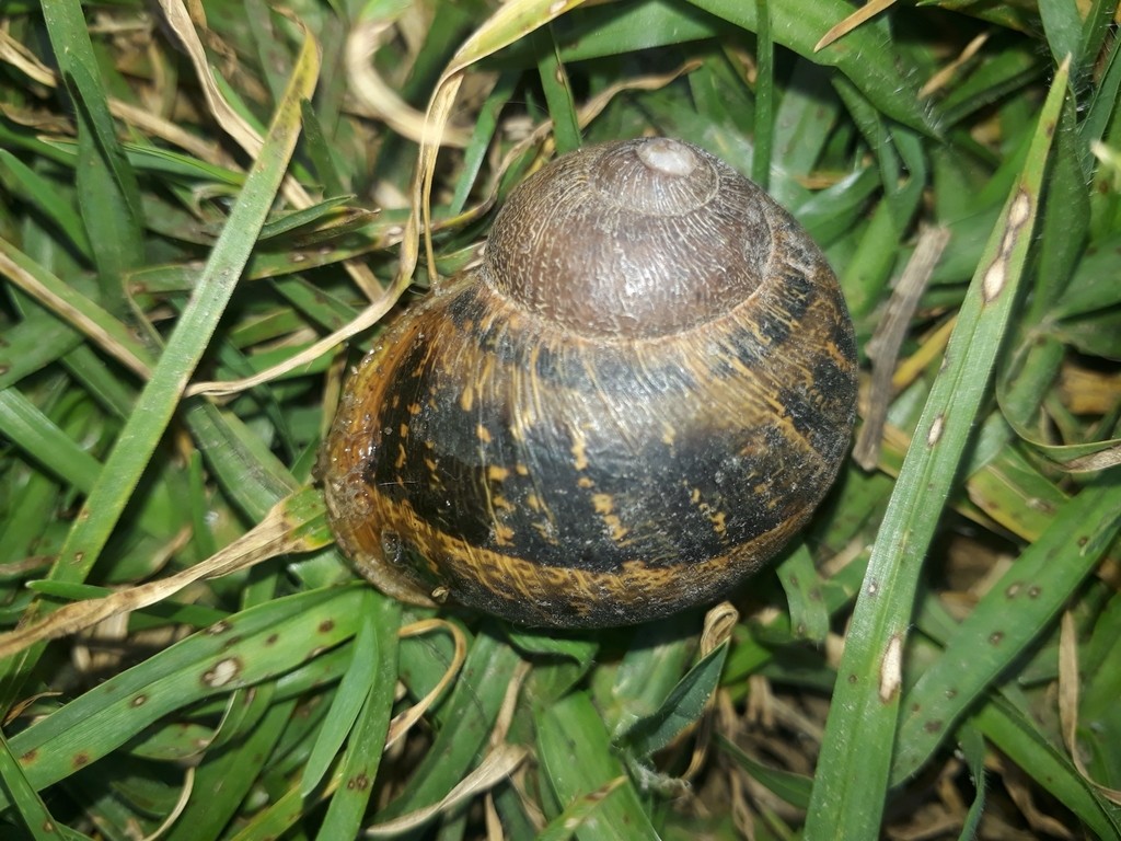 Caracol Común de Jardín (Cornu aspersum) - Picture Fish