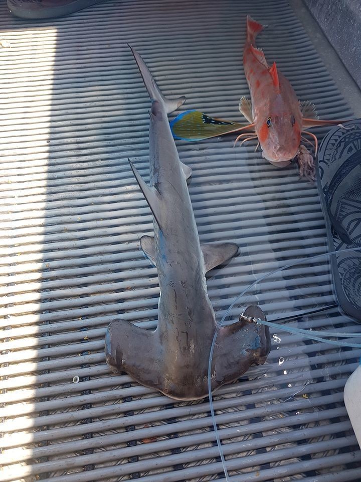Молот-рыба (Sphyrna zygaena) - Picture Fish