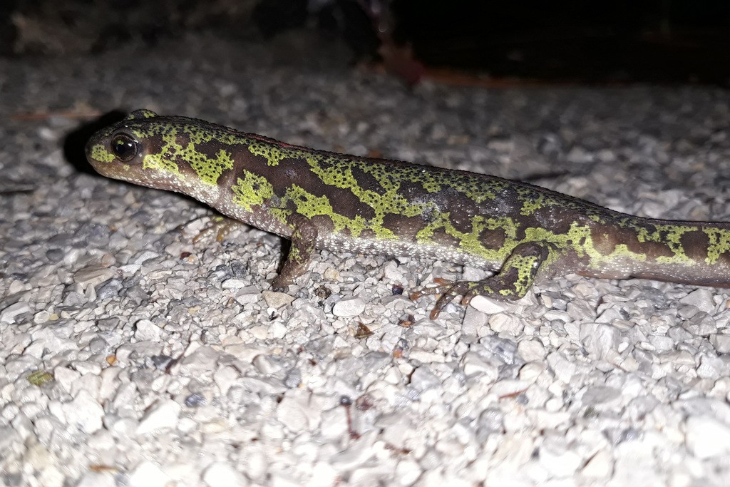 Triturus (Triturus) - Picture Fish