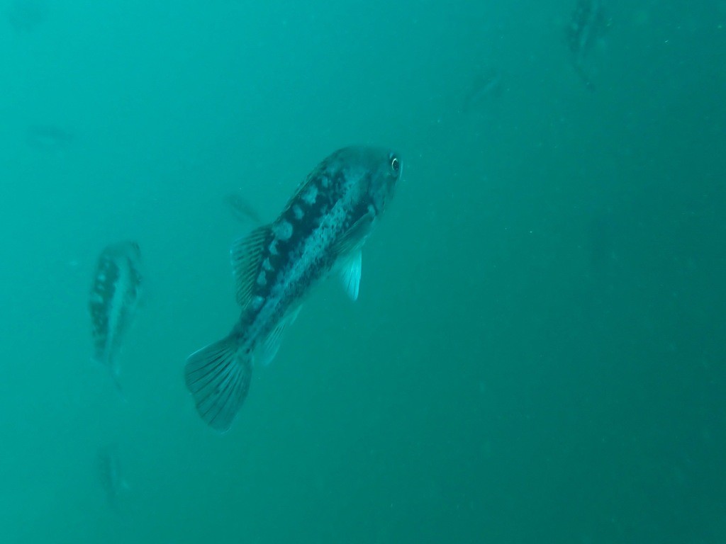 Rocote negro (Sebastes melanops) - Picture Fish