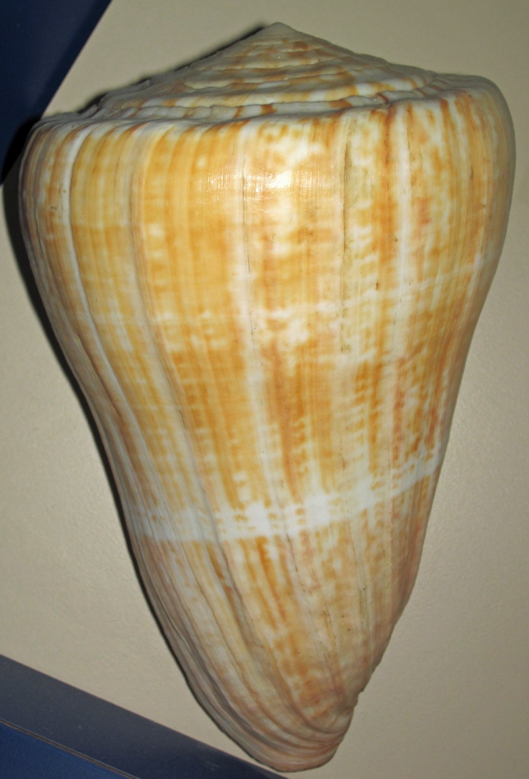 Conus pulcher (Conus pulcher) - Picture Fish