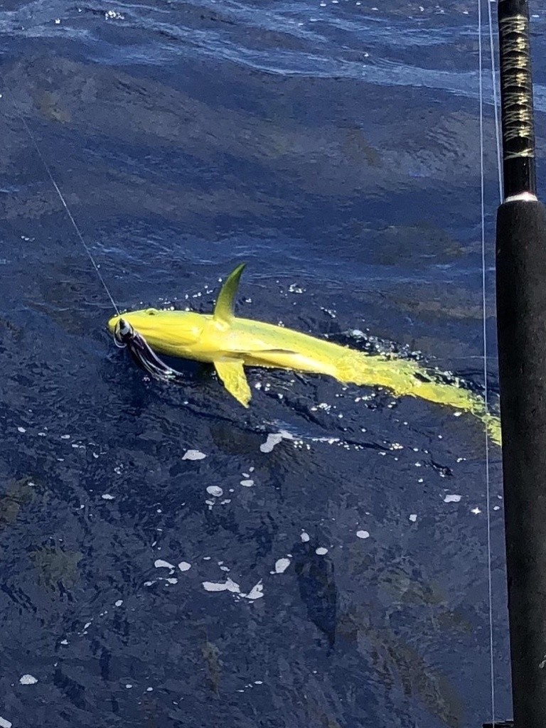 Dorado delfin (Coryphaena hippurus) - Picture Fish