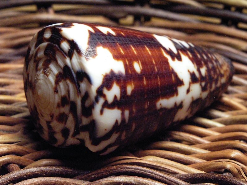 Conus planorbis (Conus planorbis) - Picture Fish