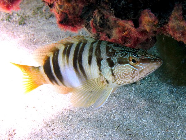 Kamenyi okun (Serranus scriba) - Picture Fish