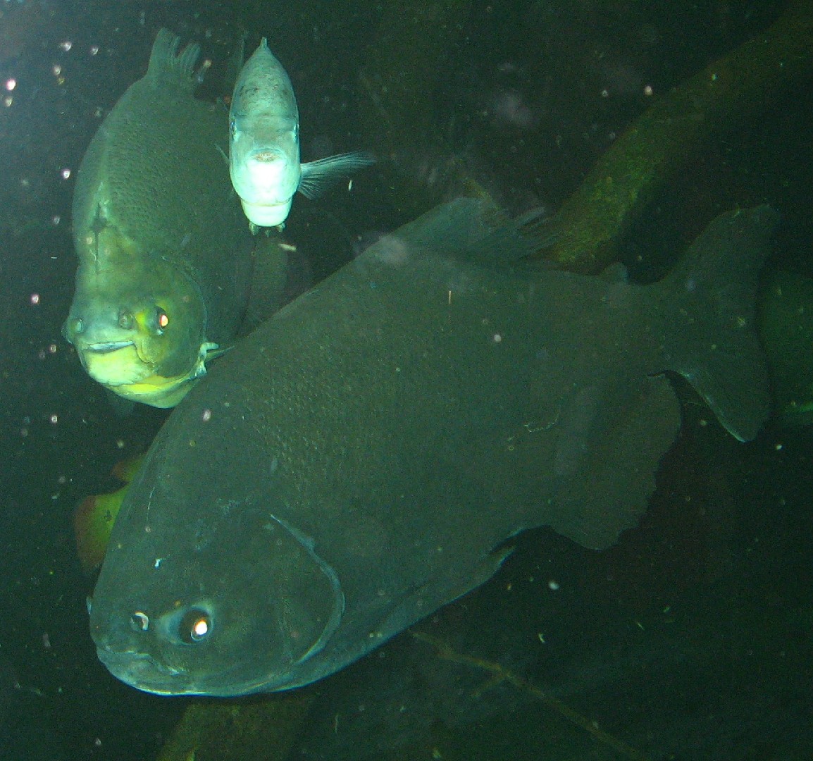 Pacú negro (Colossoma macropomum) - Picture Fish