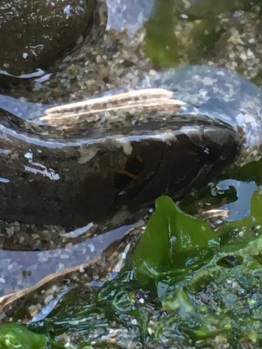 Cebidichthys (Cebidichthys) - Picture Fish