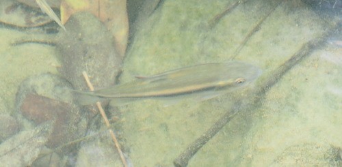 Candidia (Candidia) - Picture Fish