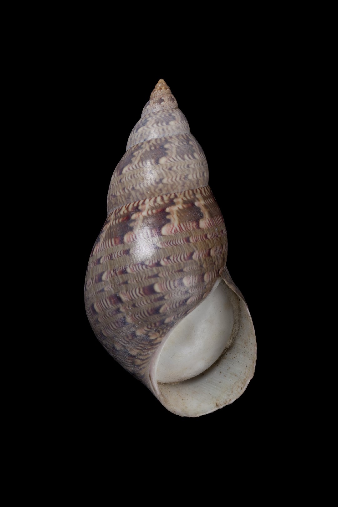 Phasianella australis (Phasianella australis) - Picture Fish