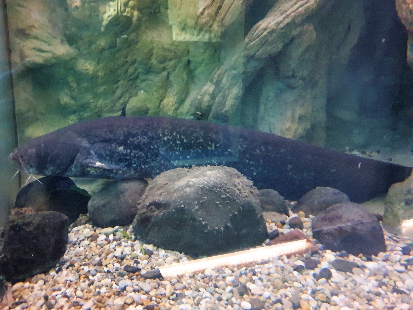 Сомы (Silurus) - Picture Fish