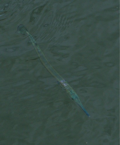 Tylosurus (Tylosurus) - Picture Fish