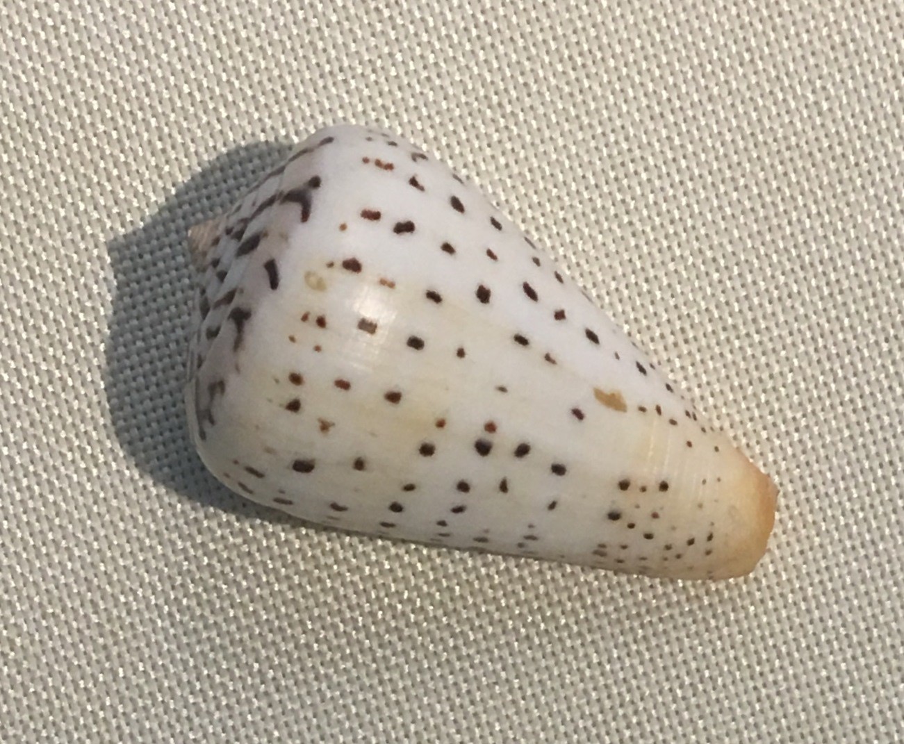 Conus betulinus (Conus betulinus) - Picture Fish