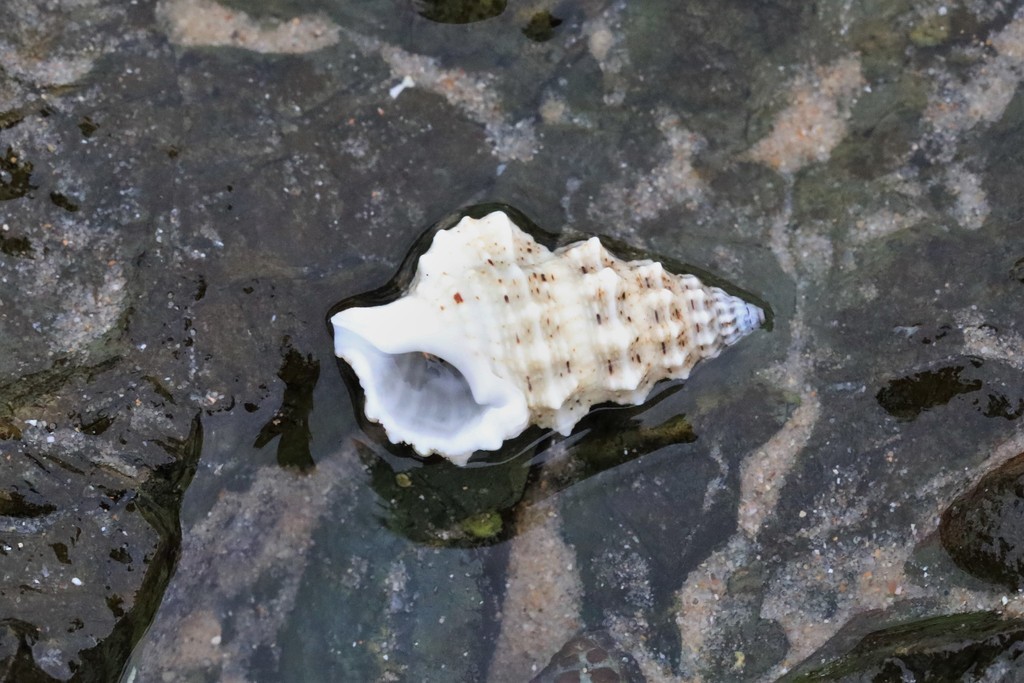 Cerithium (Cerithium) - Picture Fish