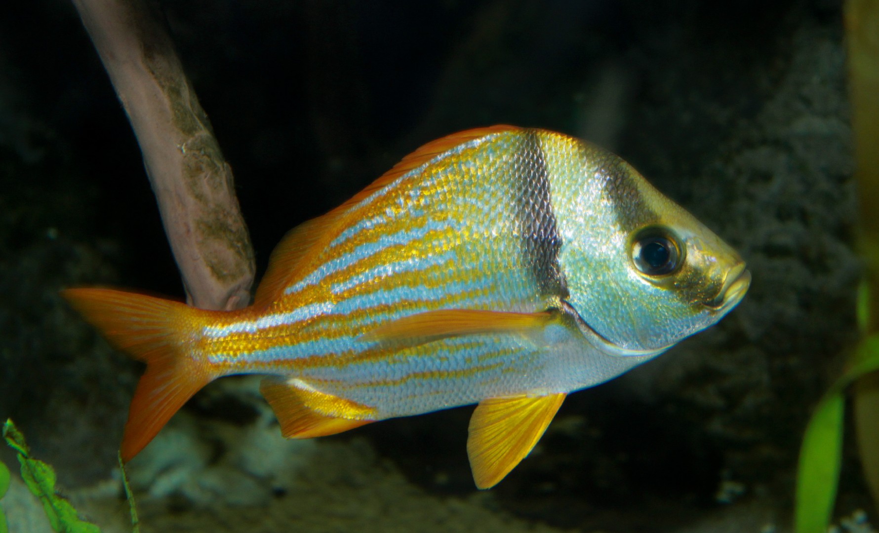 Burro payaso (Anisotremus virginicus) - Picture Fish