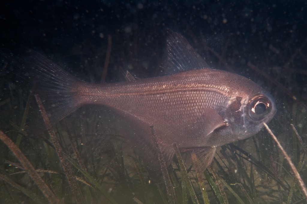 Pempheris (Pempheris) - Picture Fish