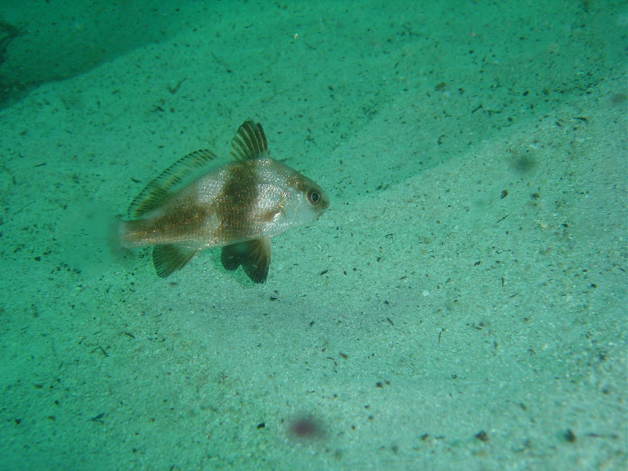 Umbrina (Umbrina) - Picture Fish