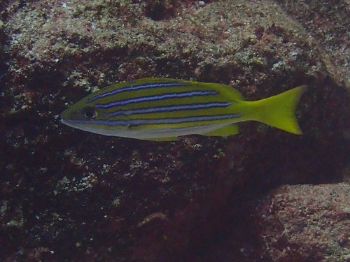 Pargos y huachinangos (Lutjanus) - Picture Fish