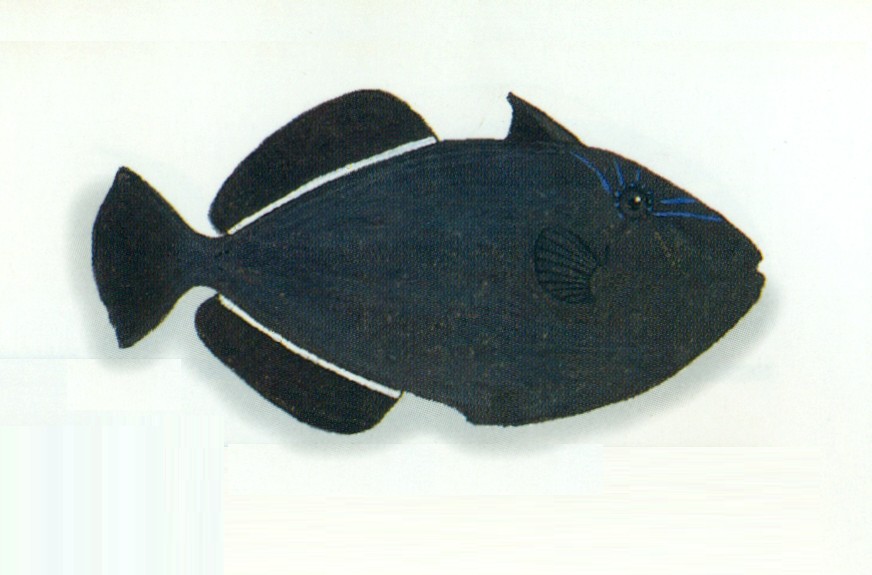 Cochitos (Melichthys) - Picture Fish